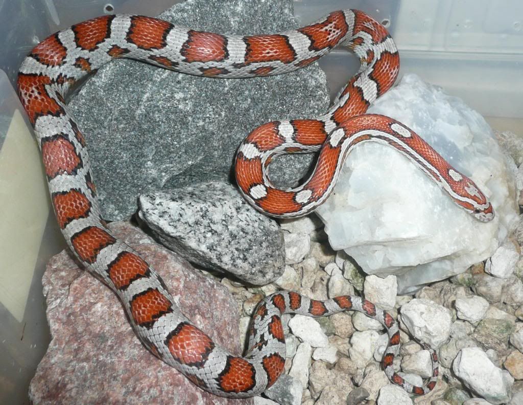 Miami Phase Corn Snake
